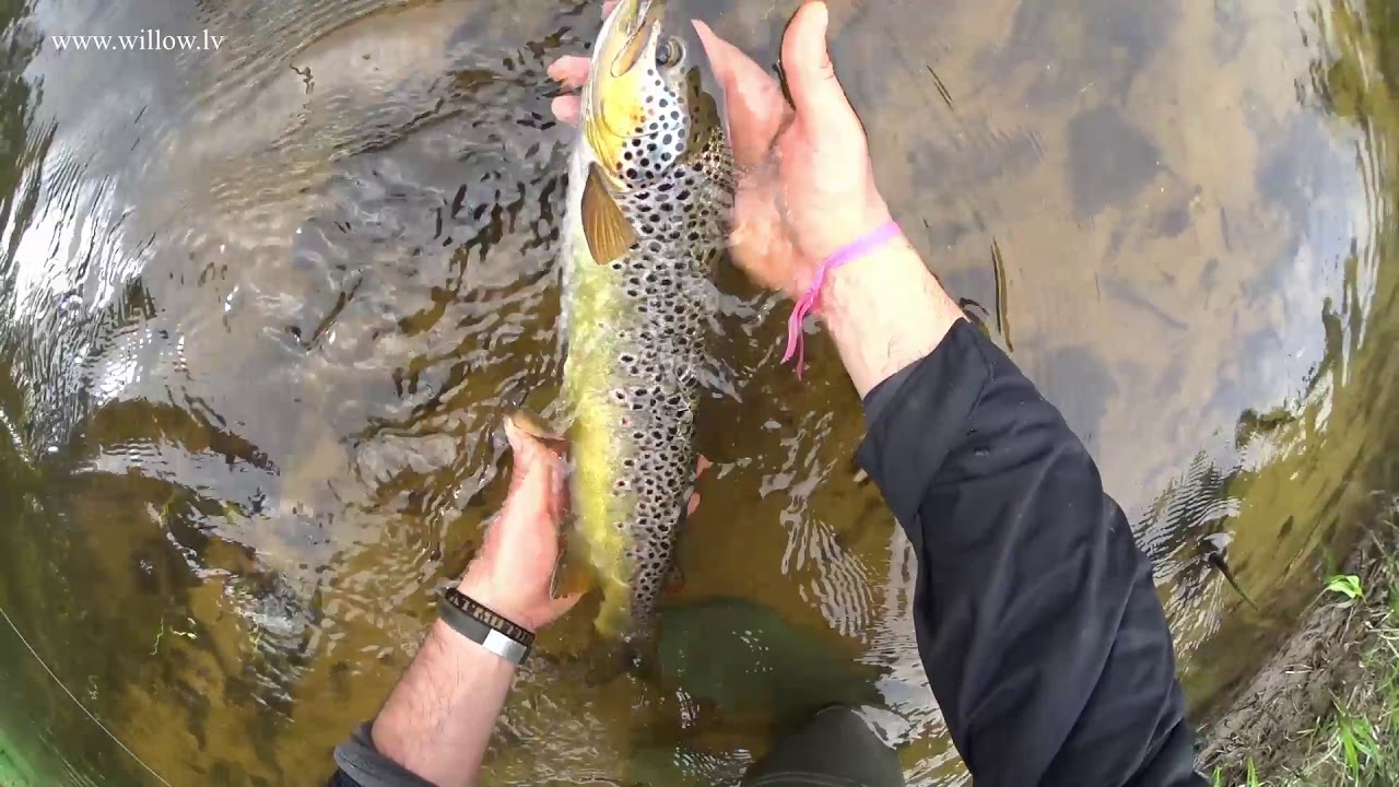 Foreļsezona 2019 - Strauta forele. Ручьевая форел. Brown trout. - YouTube