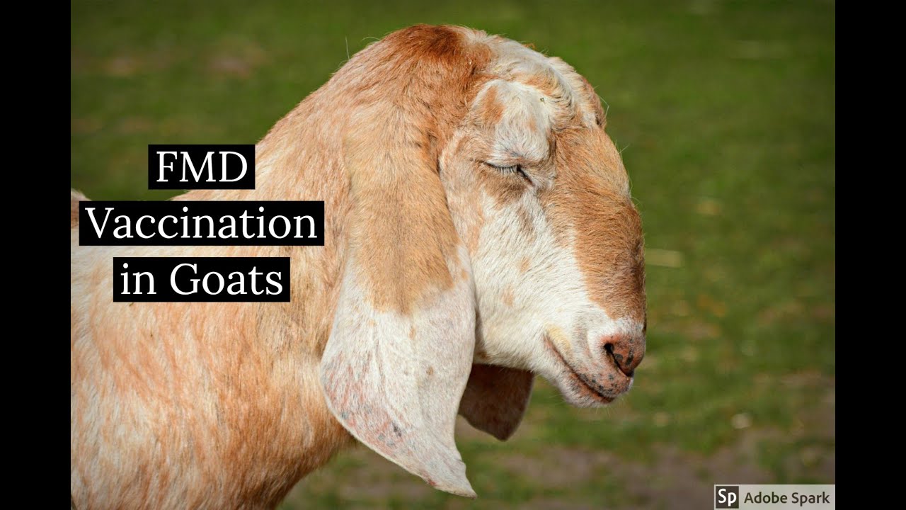 FMD Vaccination in Goats | बकरियों में एफ एम् डी टीकाकरण - YouTube