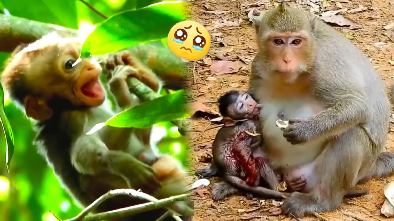 It was heartbreaking to see the baby monkey injured like that. Luckily ...