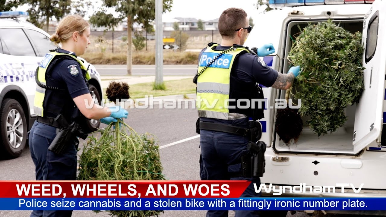 WEED, WHEELS, AND WOES. - YouTube