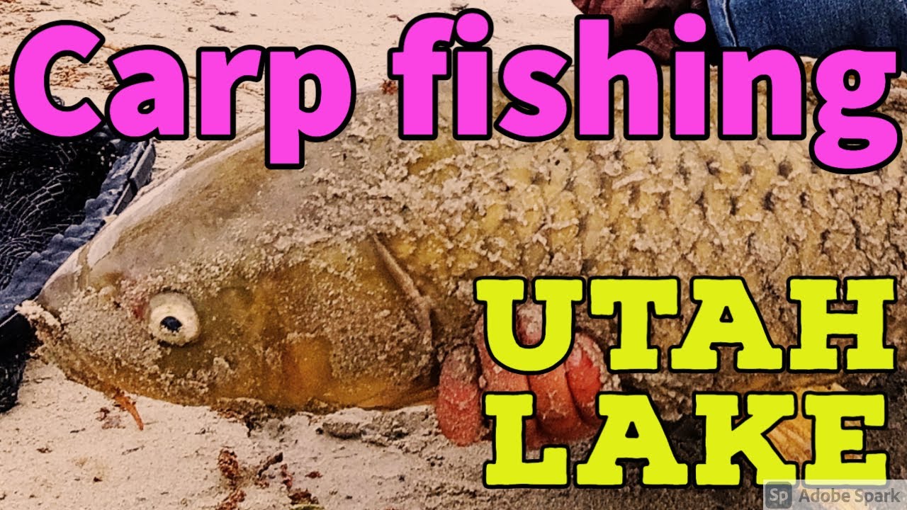 Carp fishing at Utah lake with kids and a cannon | Utah Lake | Spring ...