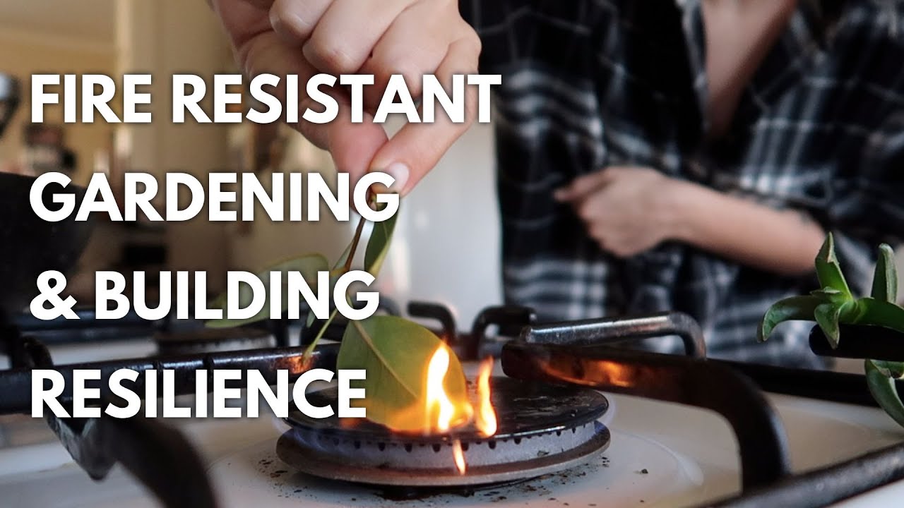 Fire-Resistant Gardening for El Niño: Build a Resilient Permaculture ...