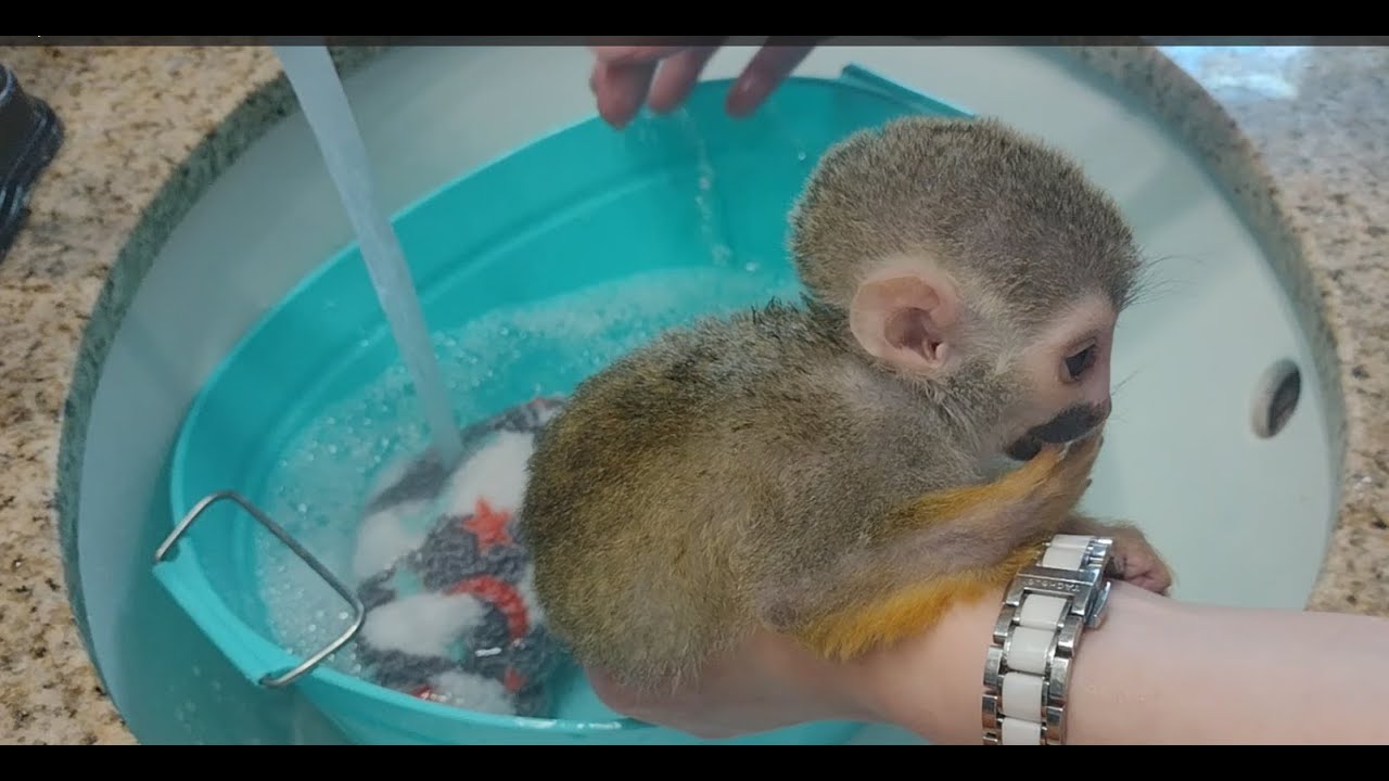 Clyde Baby Monkey's bath time - YouTube