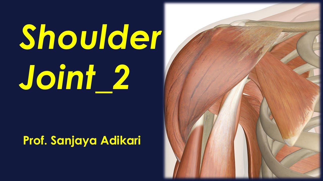 Shoulder Joint_2 - YouTube