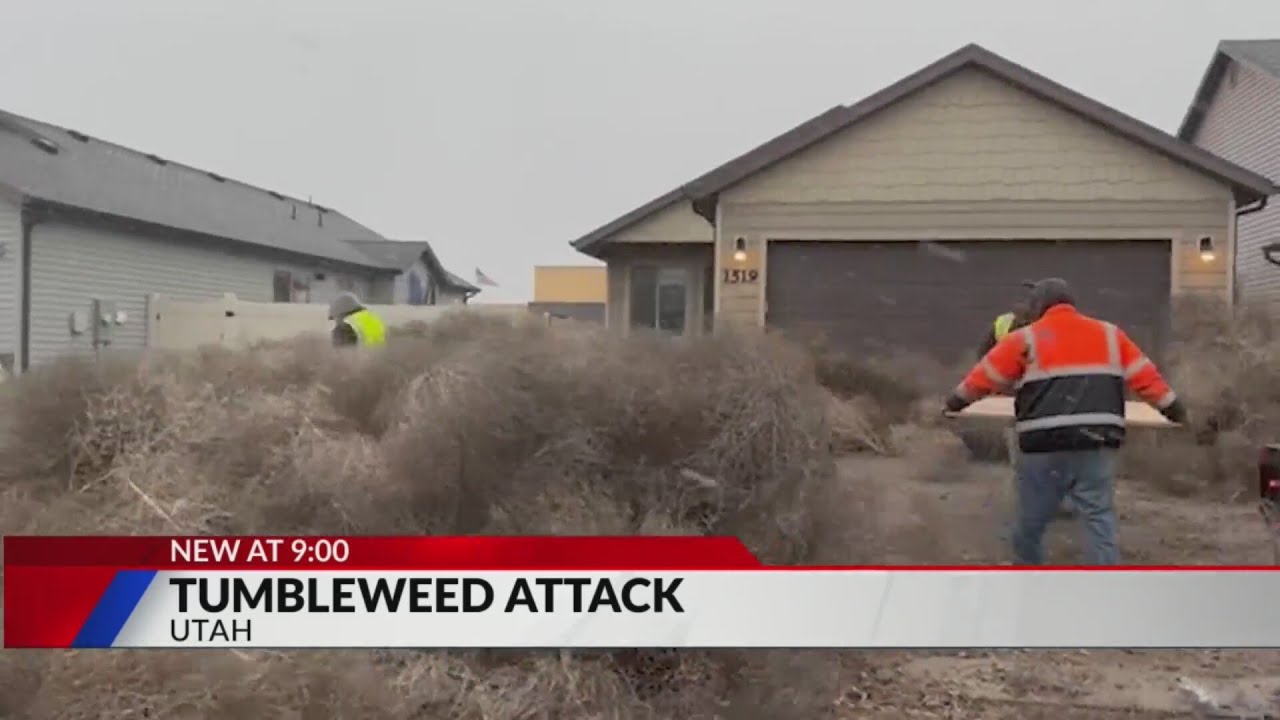 Tumbleweeds take over Utah town amid winter storm - YouTube