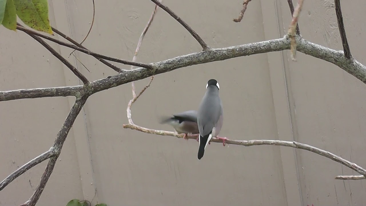 Backyard Birding at it's best - Java Sparrows Mating Dance - YouTube
