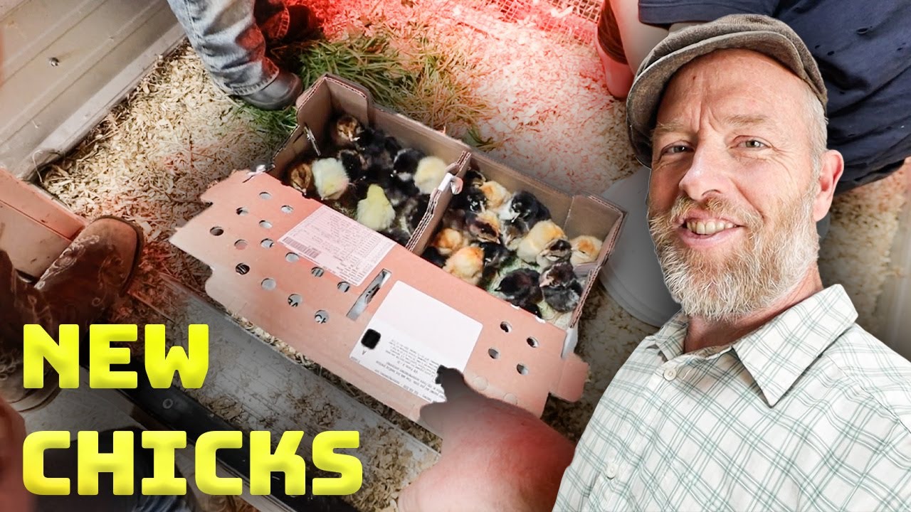 New Chick Season - YouTube