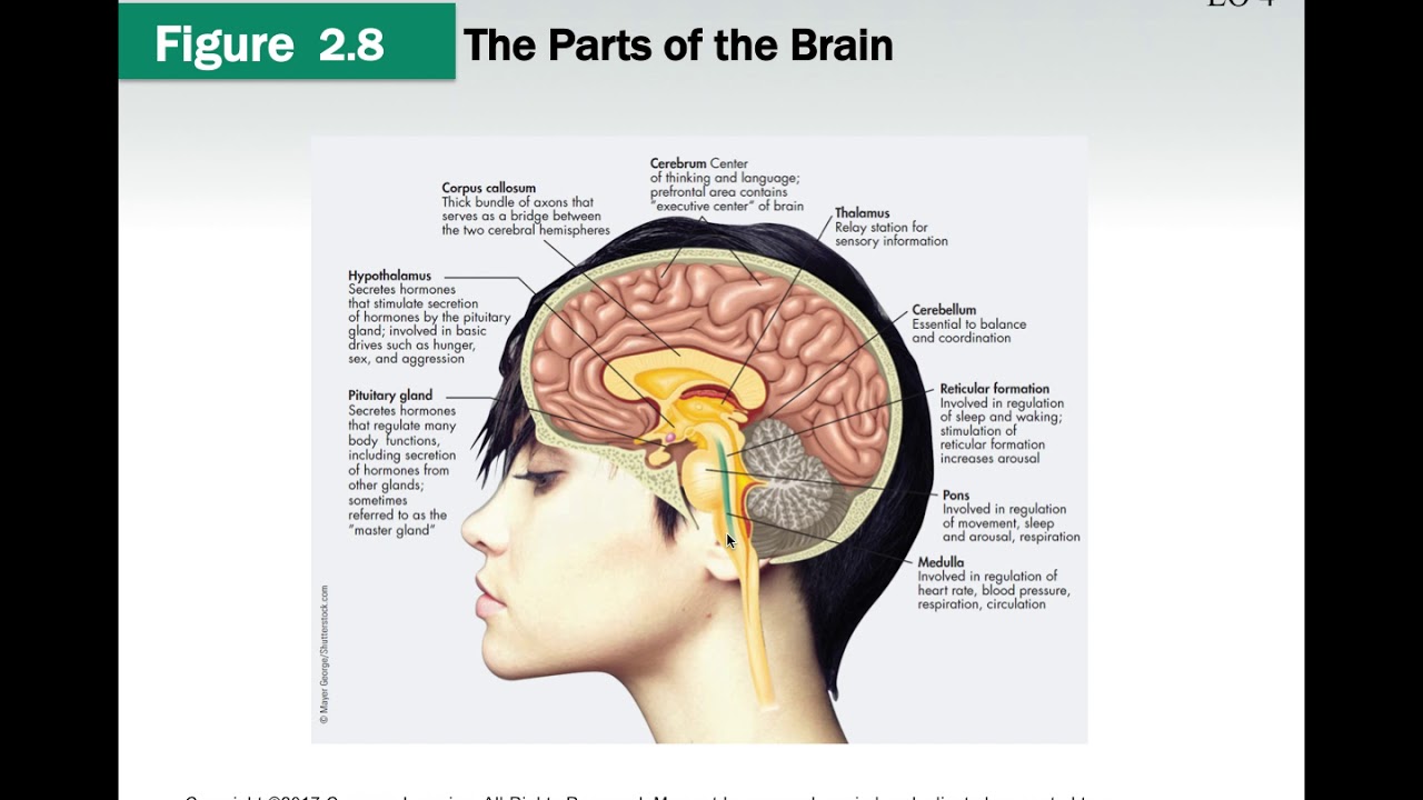 Rathus Ch 2 Part 3 - YouTube