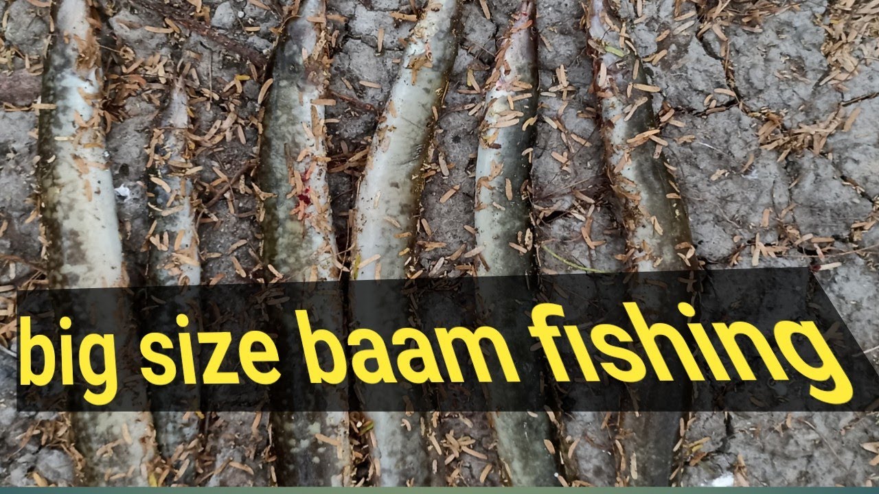 best baam fish catching/big baam fishing video 🐠🐠 - YouTube