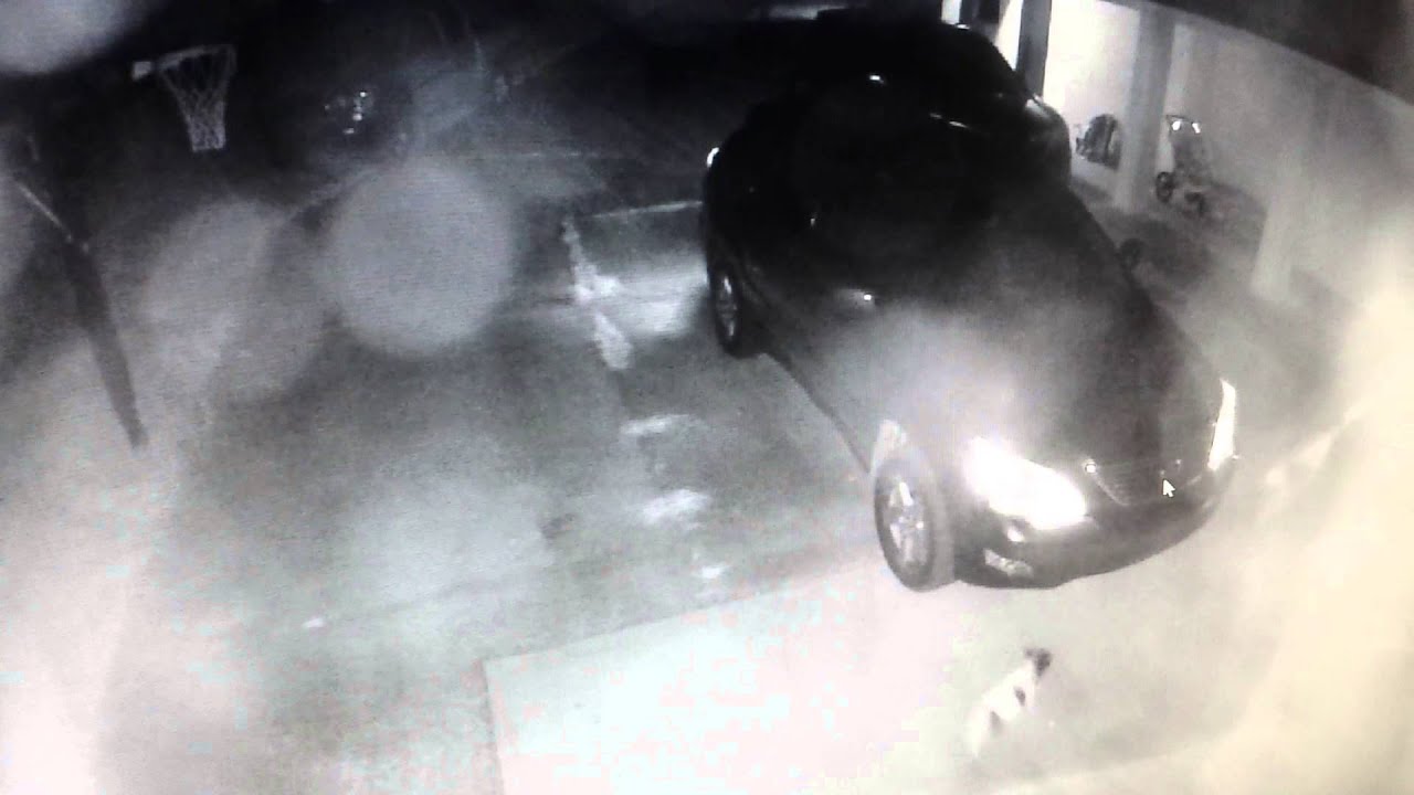 Mouse gets scared by dog and stepped on by man - YouTube