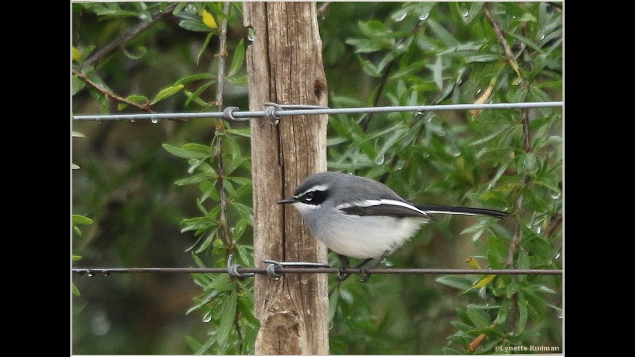 Fairy Flycatcher foraging and singing - YouTube