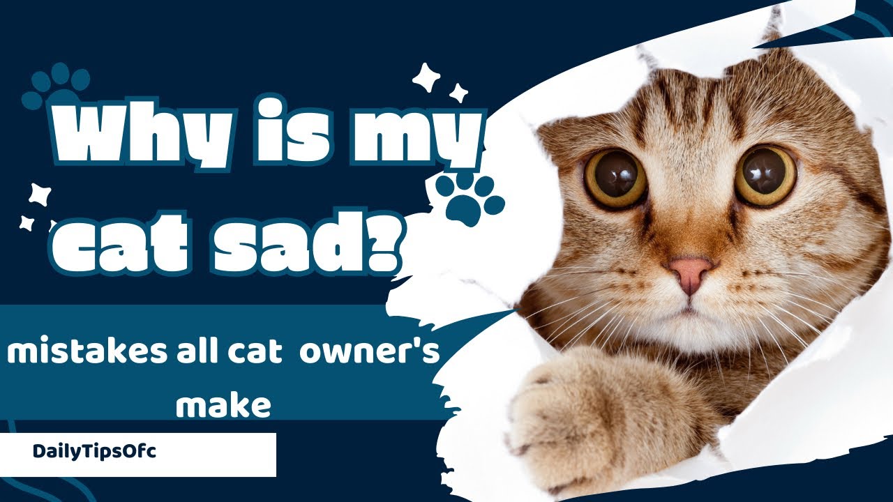 Why is my cat not happy? - YouTube