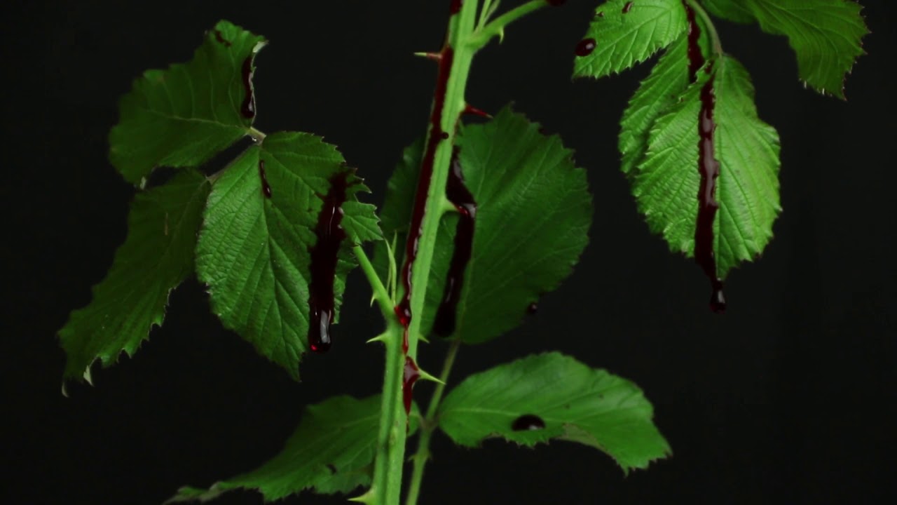 Blood dripping from leaves - YouTube