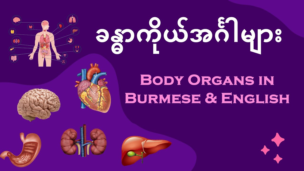 ခန္ဓာကိုယ်အင်္ဂါများ - Body Organs in Burmese & English - YouTube