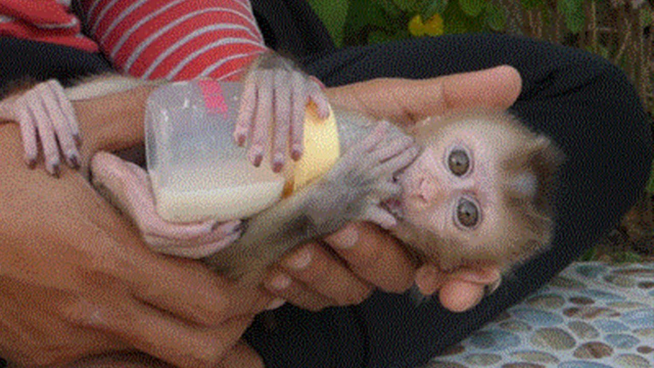 From small to large, Kaka monkeys suckle a lot of milk.Wild 🐒 Monkey ...