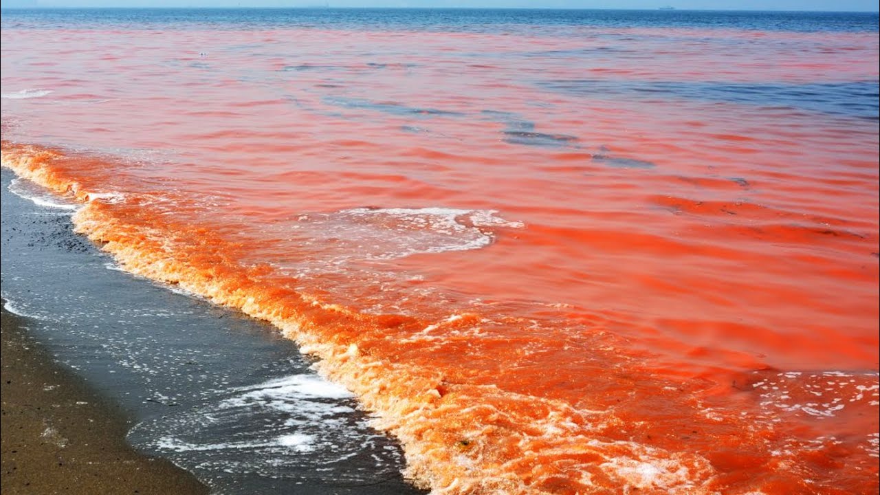 Deadly red tide disaster, do you know what it is? - YouTube