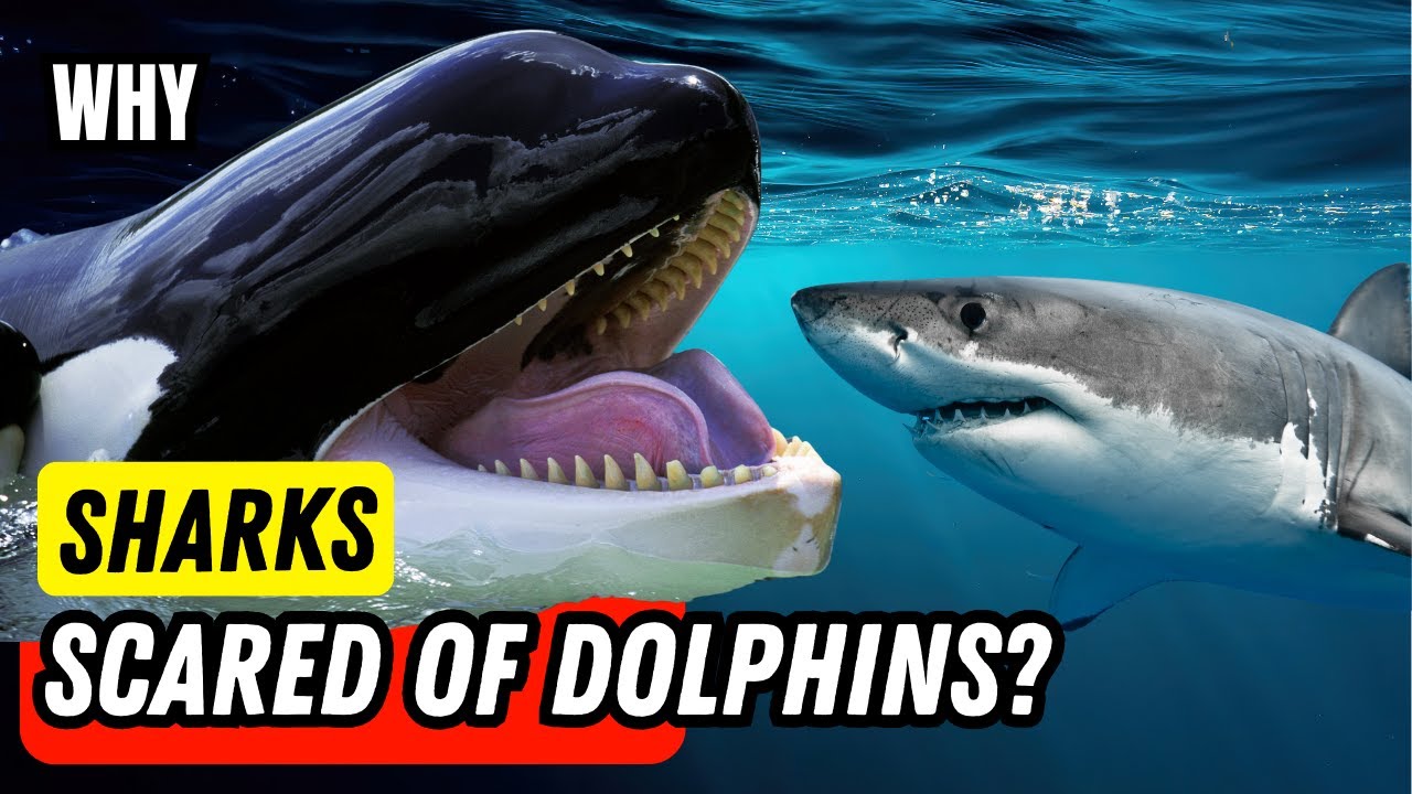 Why Are Sharks Scared of Dolphins - Reveal the Mystery - Shark Dolphin ...