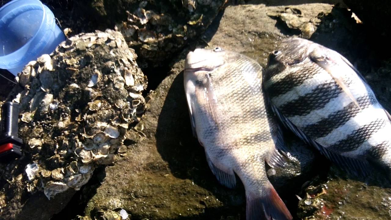 Sheepshead Fishing Tips and Tricks - YouTube