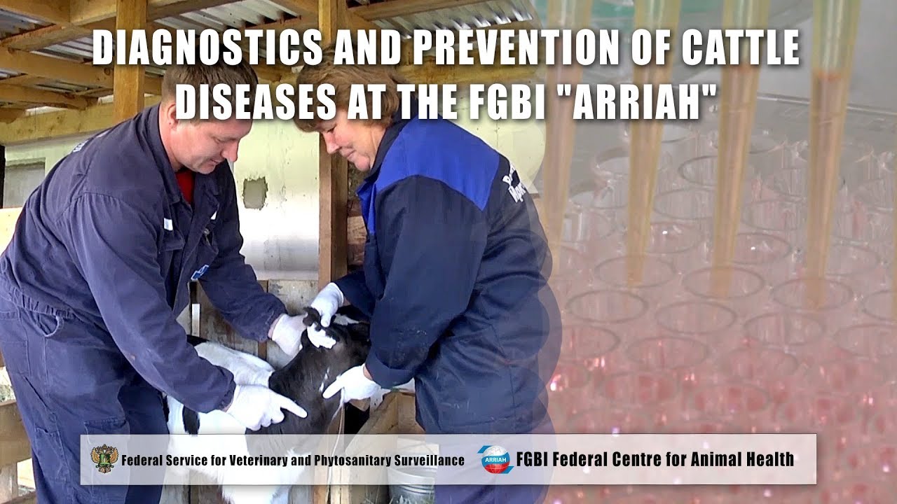 DIAGNOSTICS AND PREVENTION OF CATTLE DISEASES AT THE FGBI "ARRIAH ...