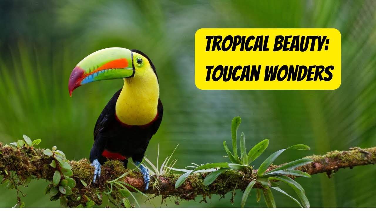 Exploring the Vibrant World of Toucans Nature's Colorful Creations # ...