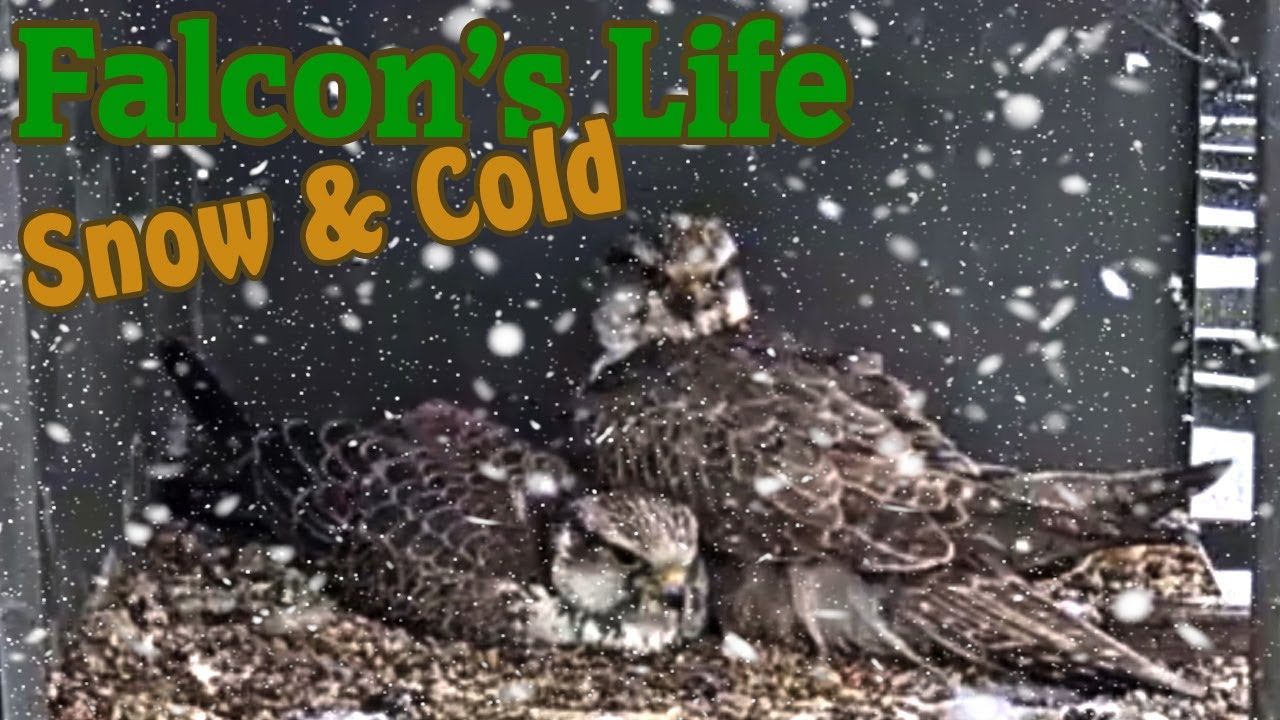 Snow & Cold, Falco cherrug - Hó és hideg, Kerecsensólyom - 2022.04.03 ...