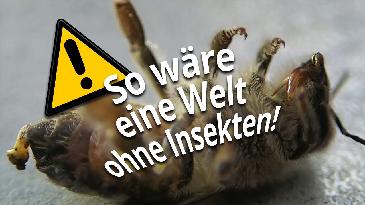 Insektensterben: Das passiert, wenn alle Insekten sterben - YouTube