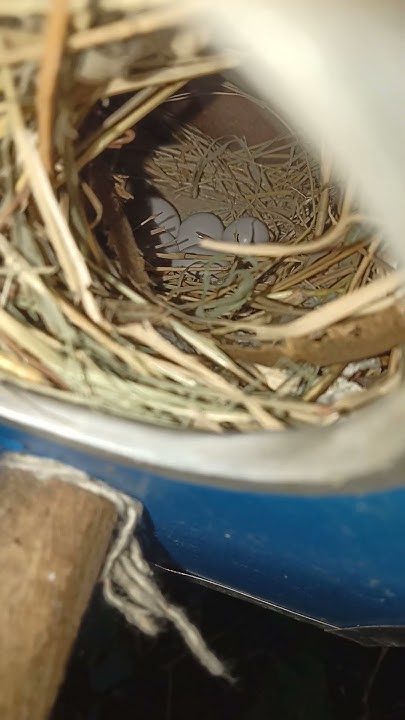 16th day Java sparrow egg #burjkhalifa #tiktokvideo #javasparrow # ...