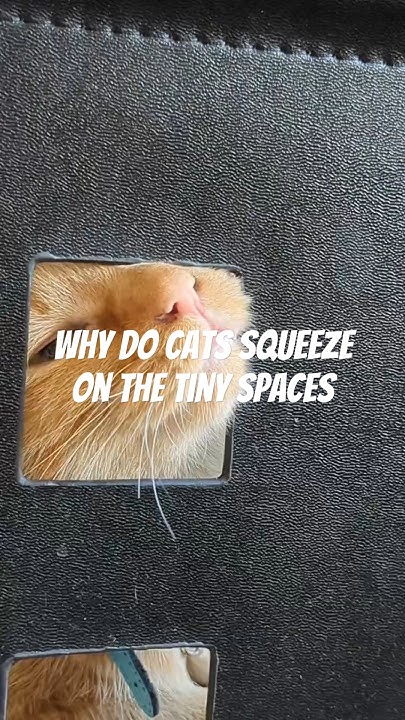 Why do cats squeeze on the tiny spaces #cats #catlover #pets #petlover #petowner #love # ...