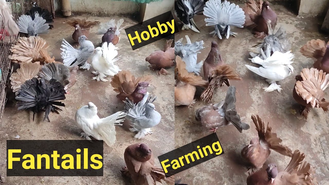 Fantail Pigeons Farming Hobby - YouTube