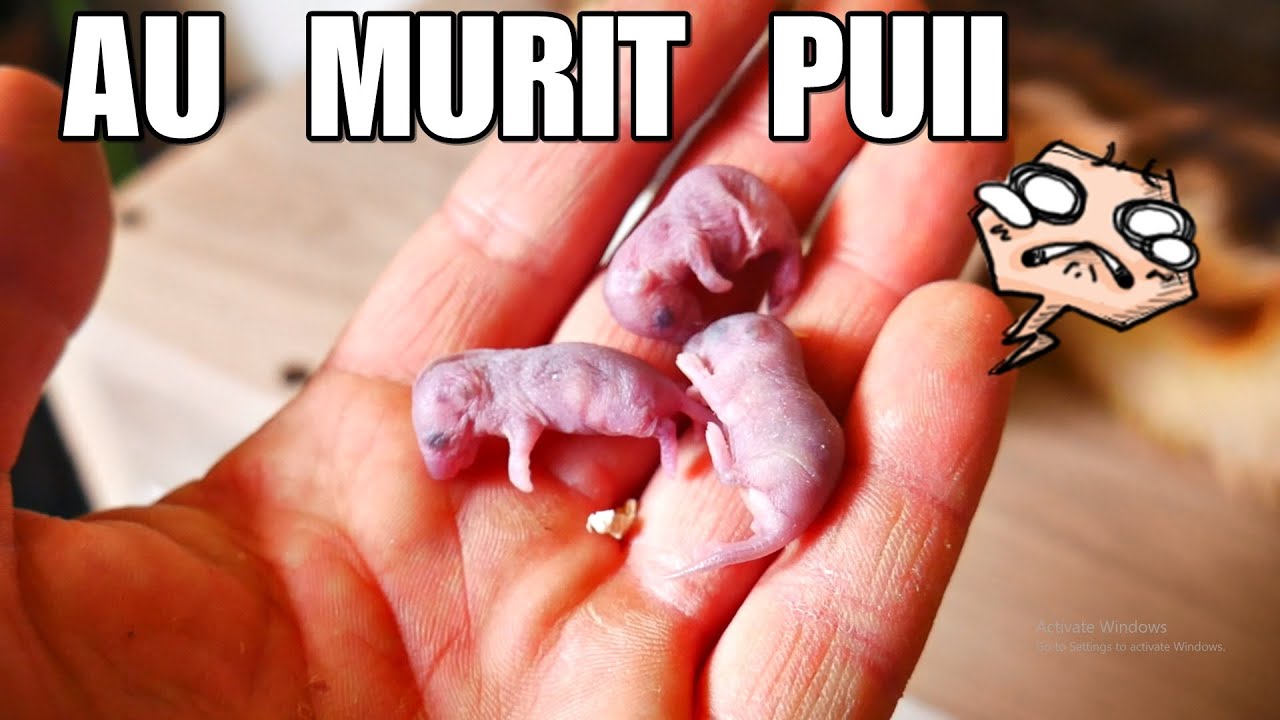 Am găsit 3 PUI MORȚI 😰 + CUM SE ÎMPERECHEAZĂ INSECTELE?☺ - YouTube