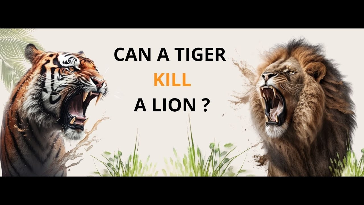 lion king vs tiger// lion king vs tiger real fight// - YouTube