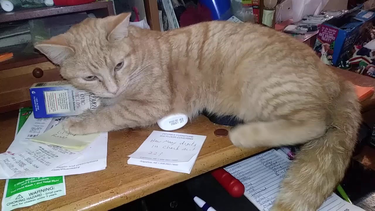 Reba sick and growling. - YouTube