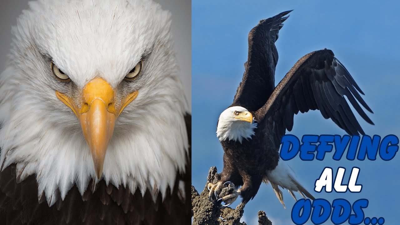 CHANGE or DIE | A Remarkable Tale of Eagle's Resilience 🦅 - YouTube