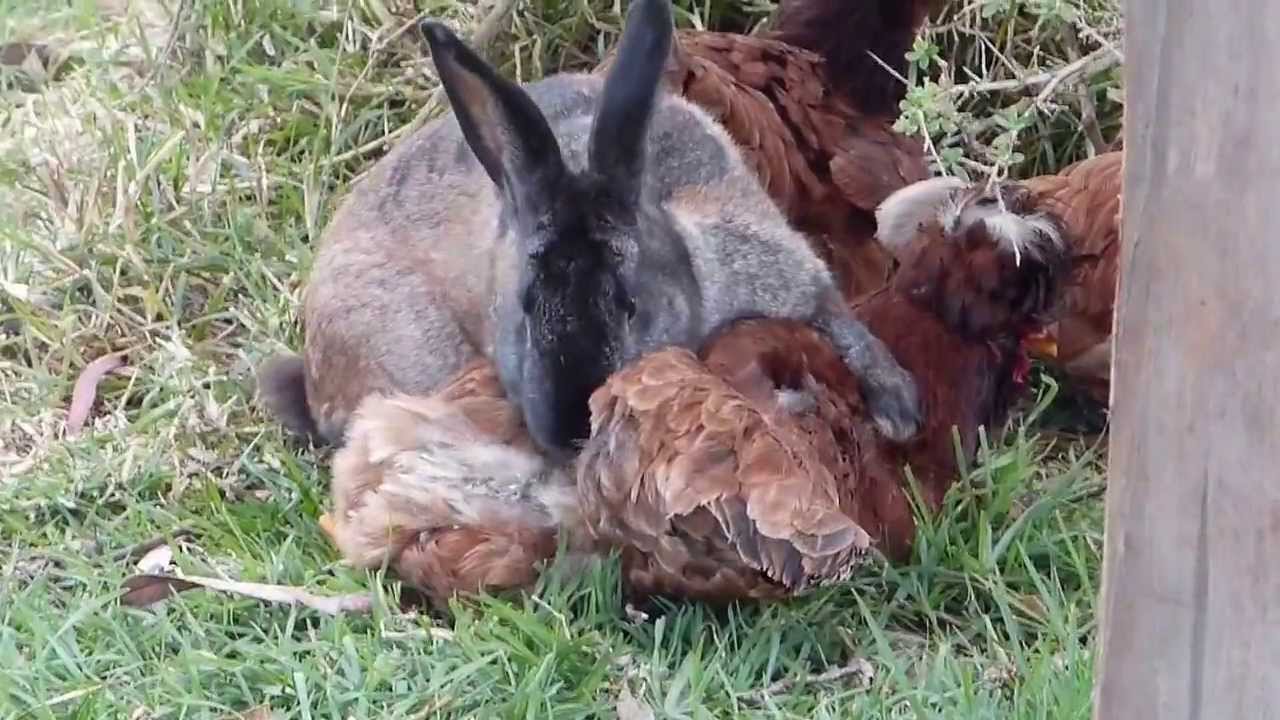 CONEJO HACIENDO EL AMOR CON UNA GALLINA - YouTube