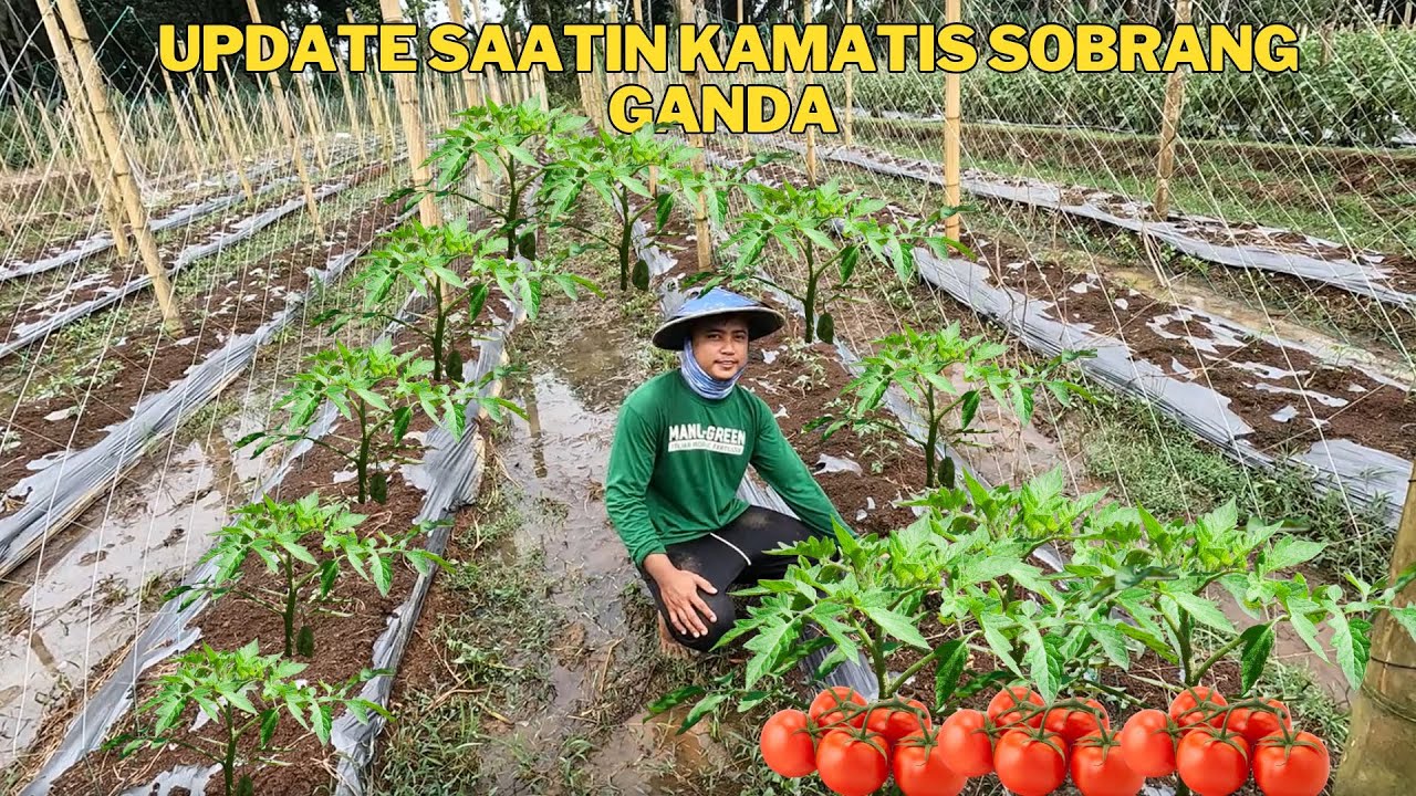 UPDATE SA ATING KAMATIS SOBRANG GANDA NA KAINAMAN ANG PUSAG - YouTube
