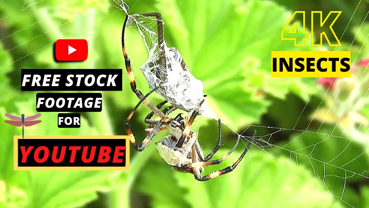 Insects | Free Stock Footage for YouTube | Stock video | No-copyright ...