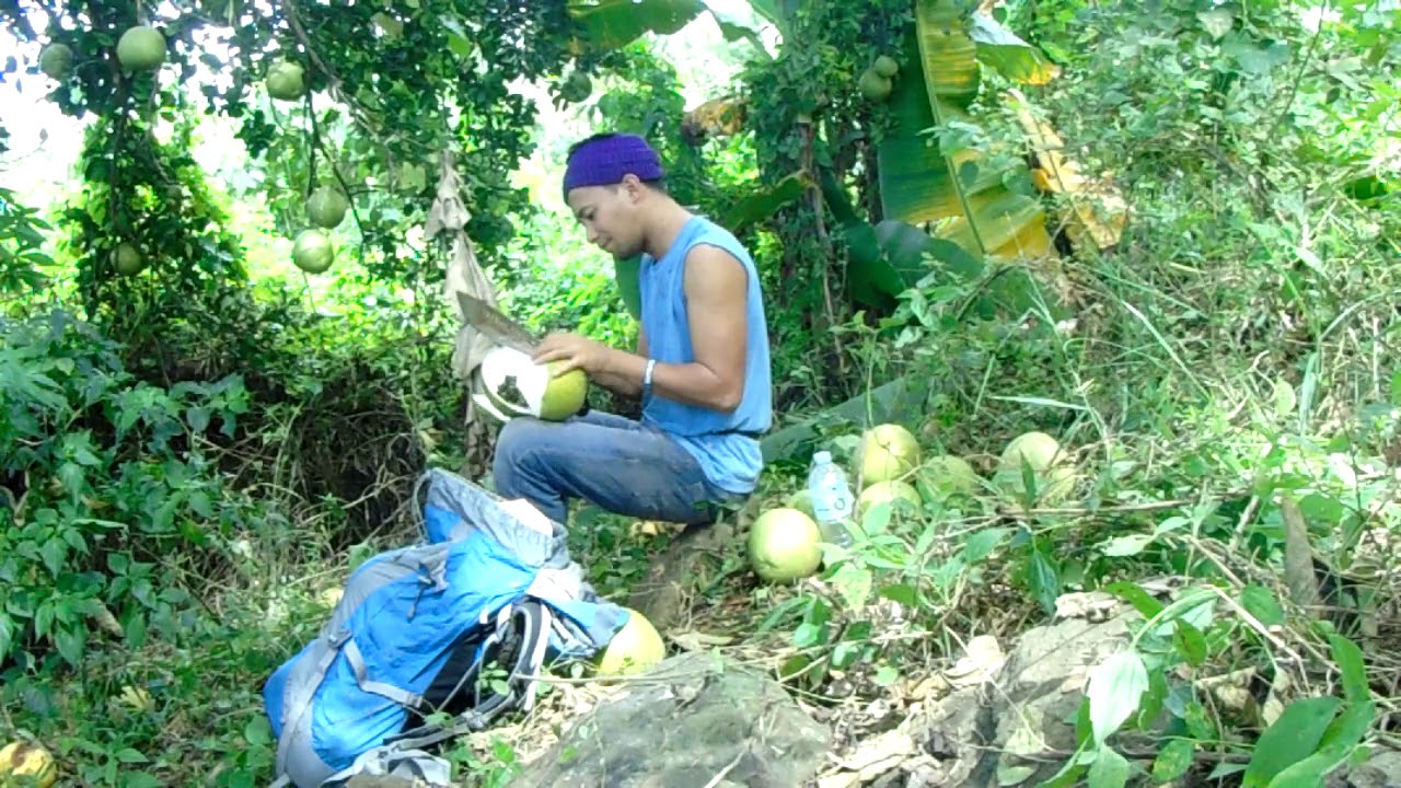 "HARVESTING BAUNGON FRUIT" --- Video Clip : 3 - YouTube