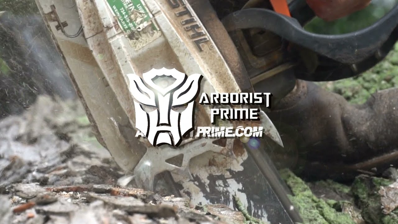 Arborist Prime Tree Service. Licensed and Insured Tree Service in ...