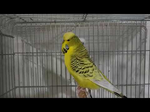 Exhibition parrot in Pakistan - YouTube