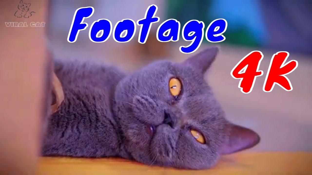 4K Quality Animal Footage - Cats and Kittens Beautiful Scenes Episode 1 ...
