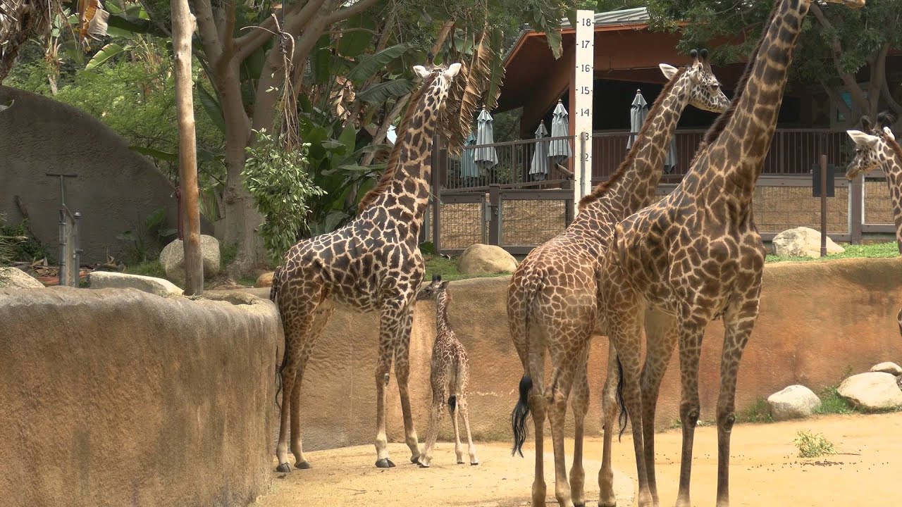 Growing up Giraffe - YouTube