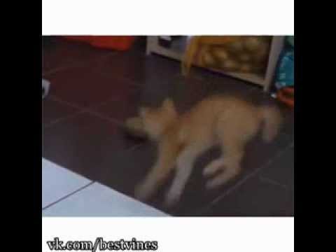 Tsunami cat - YouTube