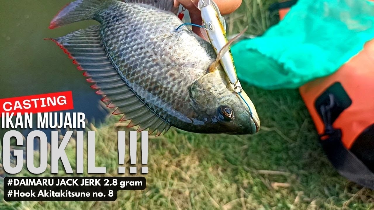 BEGINI CARA CASTING IKAN DENGAN JACK JERK & HOOK AKITAKITSUNE # ...