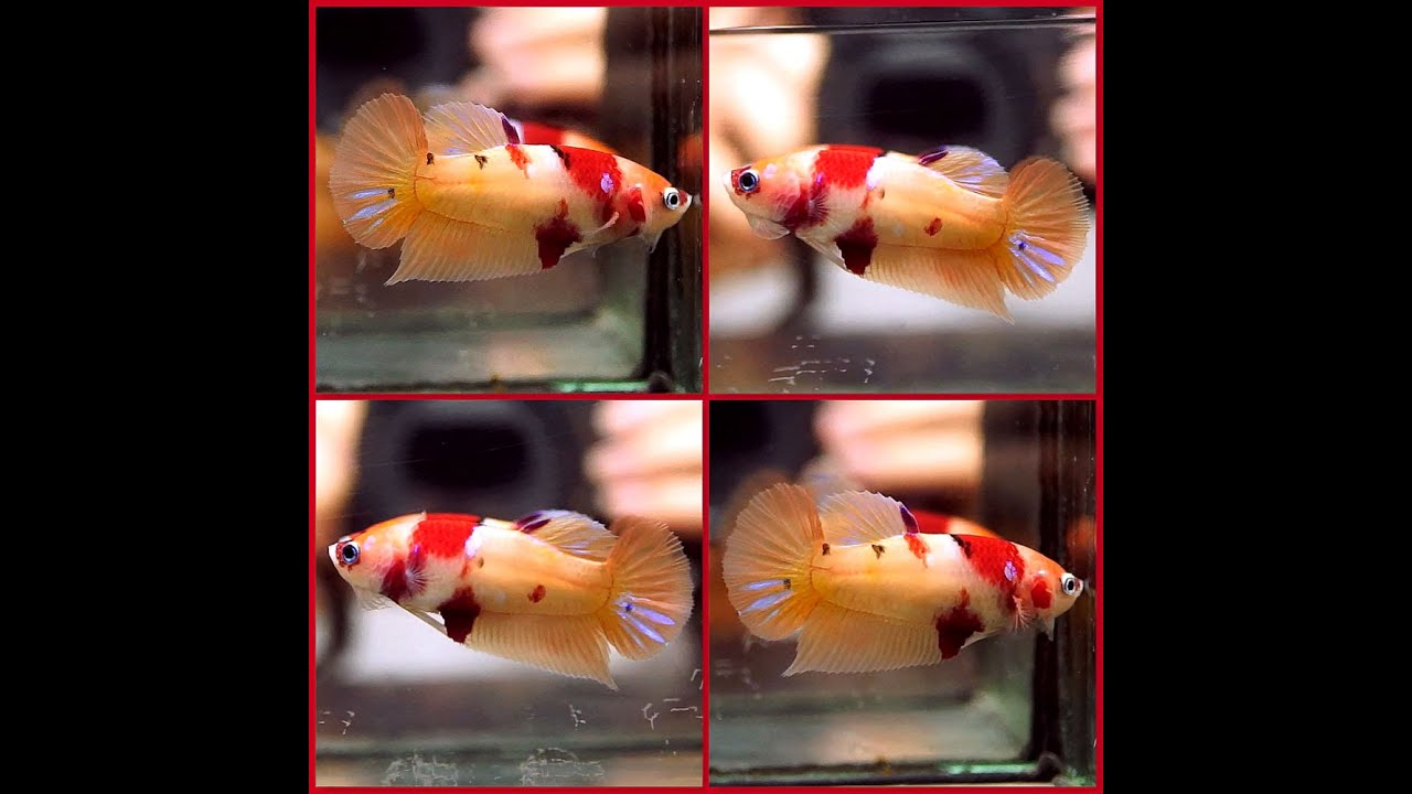 OOAK!! Betta Fish Peachy Yellow TANCHO KOI Halfmoon Plakat HMPK Female ...