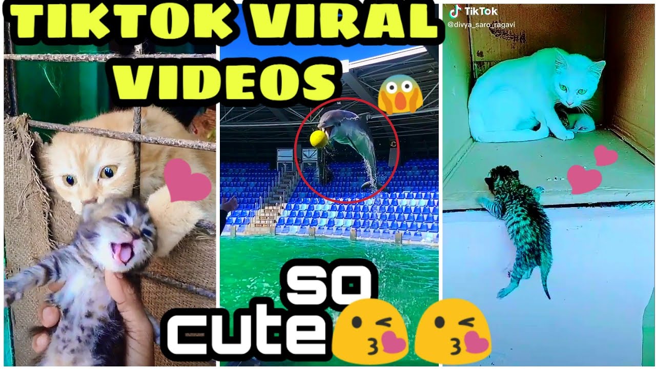 TIKTOK CUTE VIRAL VIDEOS|| CUTE VIDEOS || TIKTOK VIRAL VIDEOS 2020 ...