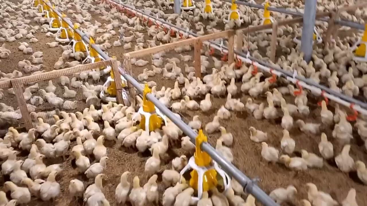 Kandang Ayam Broiler Ventilation System and Climate Control By SKOV ...