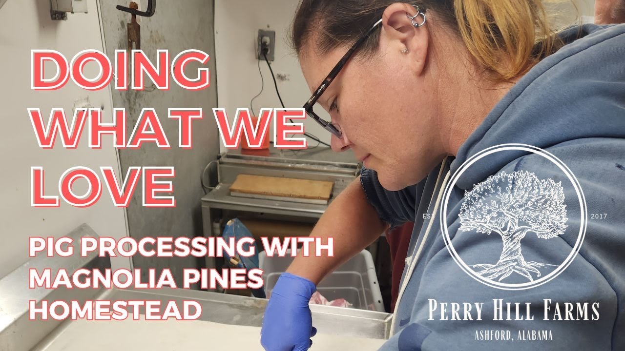 DOING WHAT WE LOVE Pig Processing with Magnolia Pines Homestead - YouTube