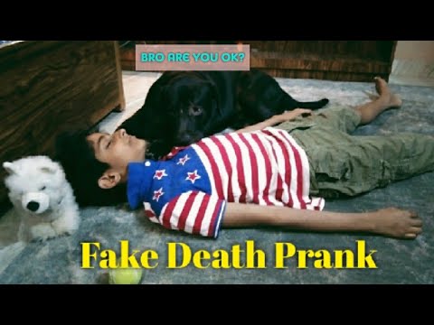 Fake Death Prank On My Labrador Dog | He Starting Licking Me ...