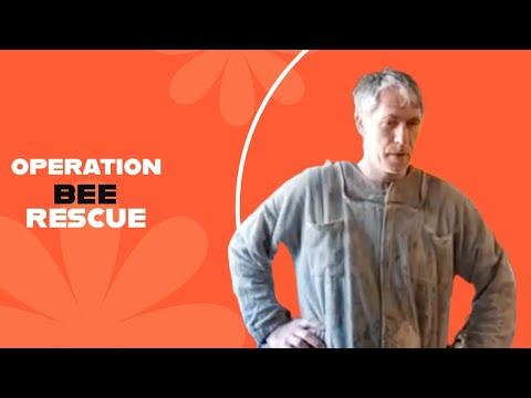 Operation Bee Rescue - YouTube
