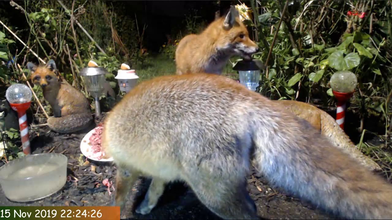 Foxheaven Dublin Ireland Live stream. 2 Foxes. - YouTube